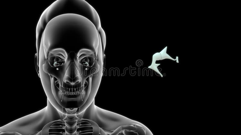 Location of Malleus, Incus Stapes in Human Stock Illustration ...