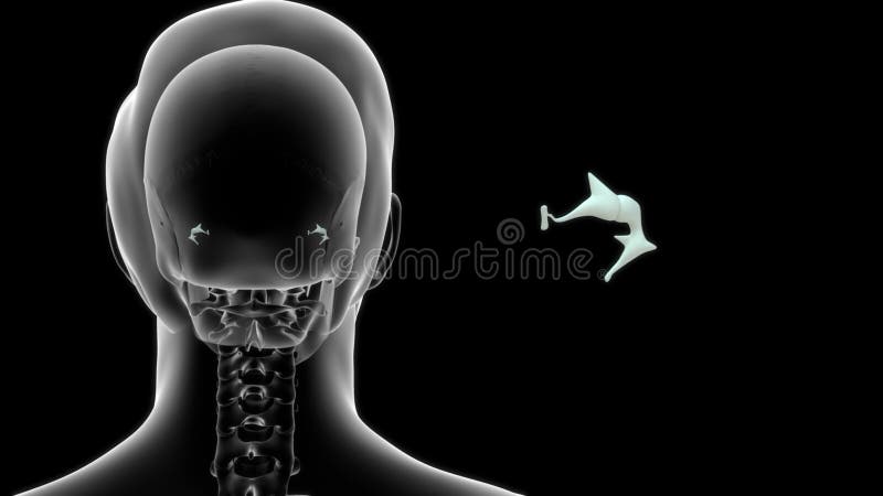 Location of Malleus, Incus Stapes in Human Stock Illustration ...