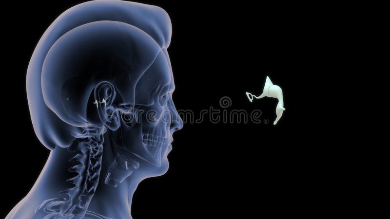 Location of Malleus, Incus Stapes in Human Stock Illustration ...