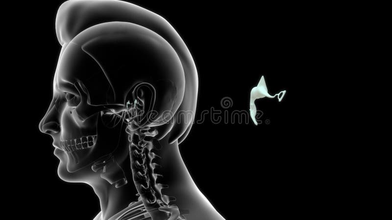 Location of Malleus, Incus Stapes in Human Stock Illustration ...