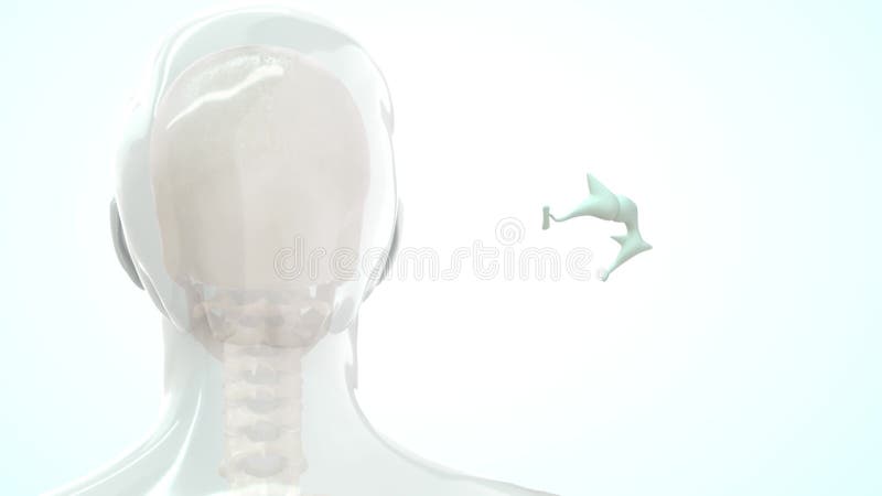 The Ear Bone, Also Called the Auditory Oscillum, is Any of the Three ...