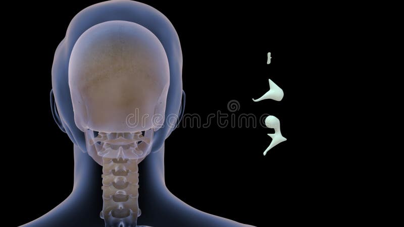 Location of Malleus, Incus Stapes in Human Stock Video - Video of ...