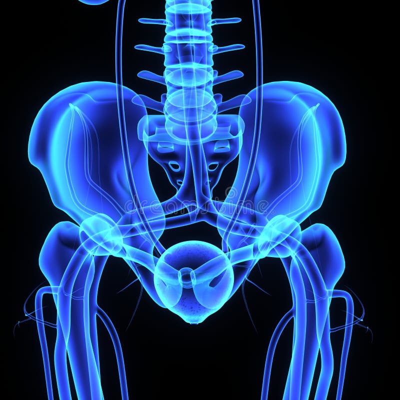 Osso pélvico ilustração stock. Ilustração de pélvis, biologia - 47649246