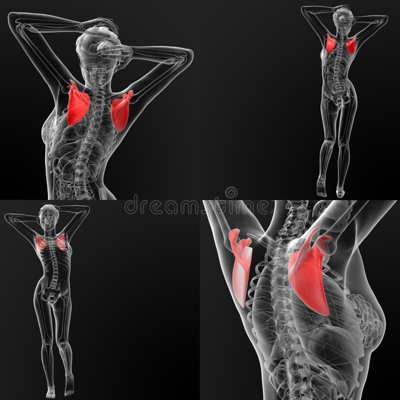 Osso da omoplata ilustração stock. Ilustração de ortopédico - 88893368