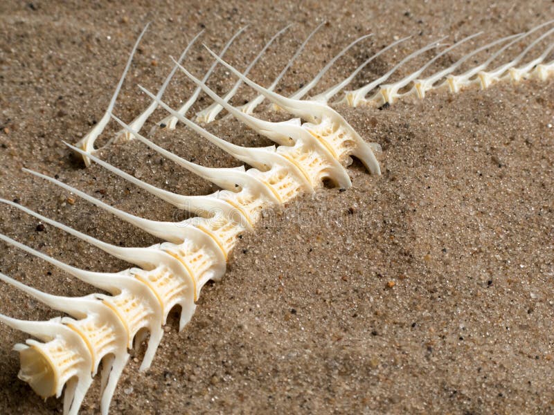 Osso de peixes imagem de stock. Imagem de macro, osso - 11551919