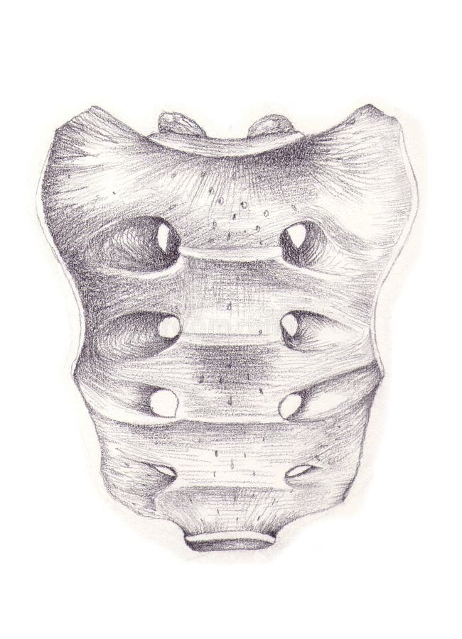 Osso De Superfície Pélvico Do Sacro Ilustração Stock - Ilustração de ...