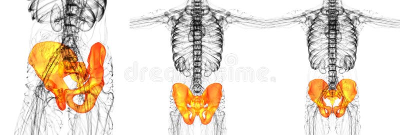 Osso del bacino illustrazione di stock. Illustrazione di anca - 88541536