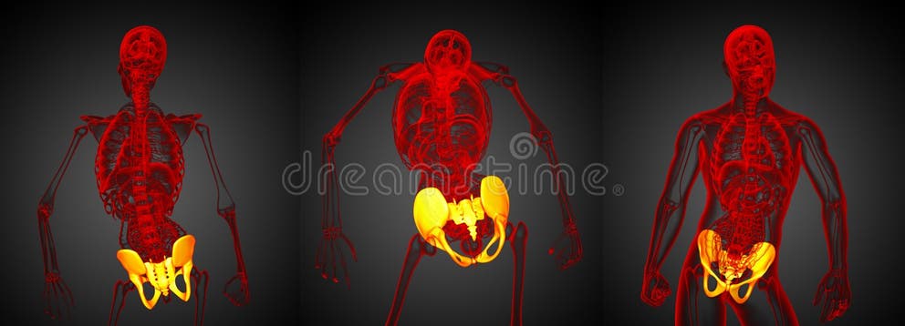 Osso del bacino illustrazione di stock. Illustrazione di ...