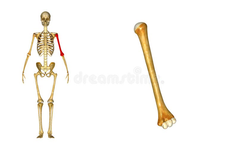 Osso dell'omero illustrazione di stock. Illustrazione di ossa - 43014535