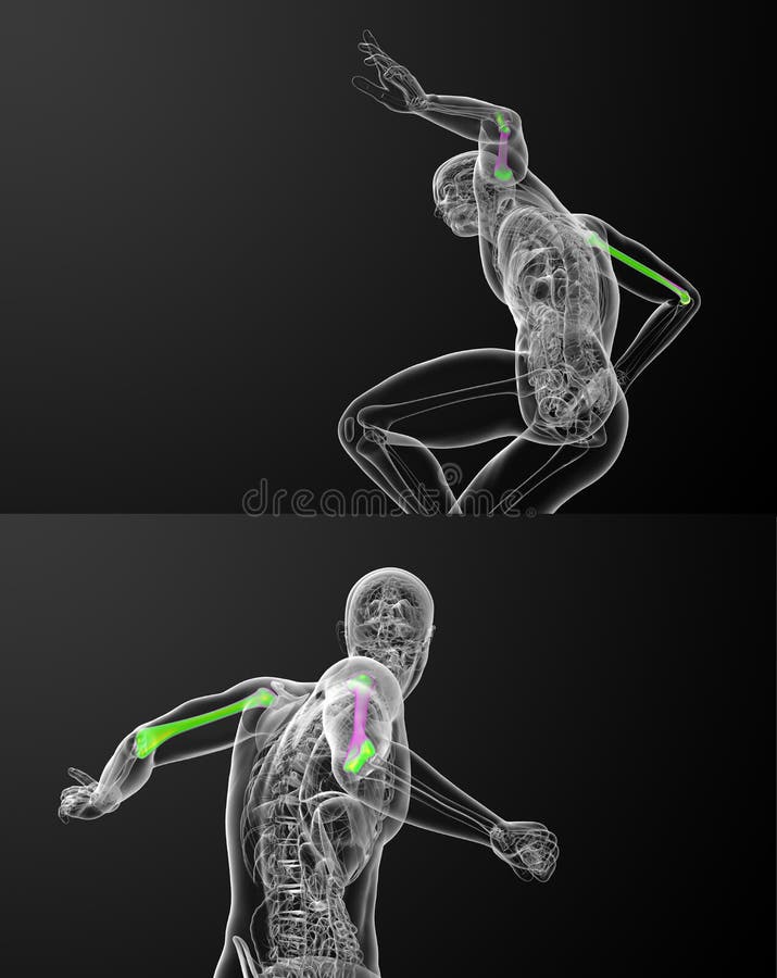 Osso dell'omero illustrazione di stock. Illustrazione di umano - 88549488