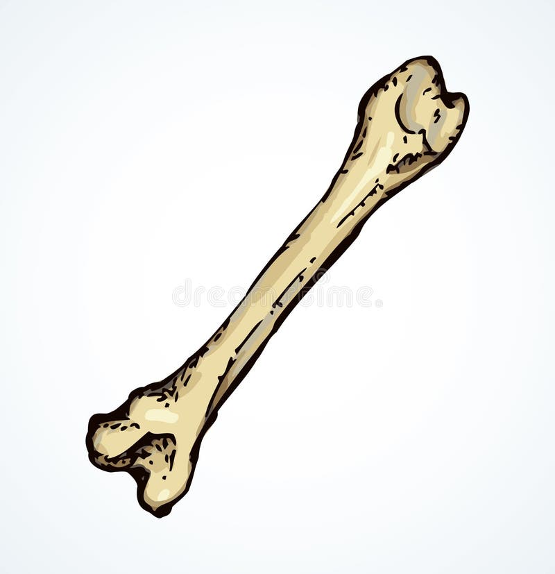 Osso Desenho do vetor ilustração do vetor. Ilustração de coxa - 136281258