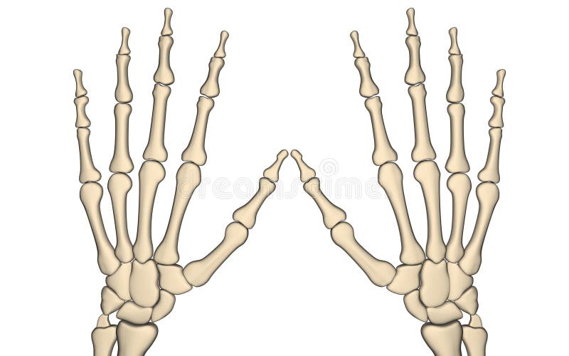 Struttura Dell'osso Della Mano Umana Illustrazione Vettoriale ...