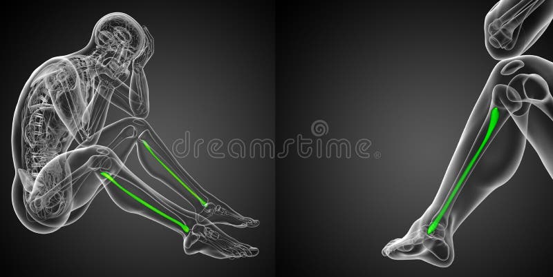 Osso destacado do perônio ilustração stock. Ilustração de fibula - 30723954