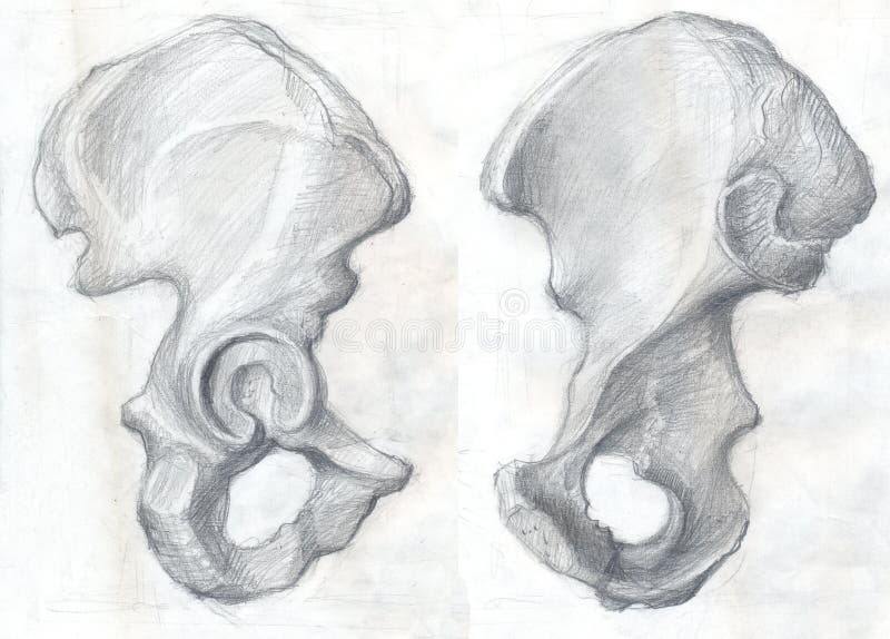 Osso iliaco illustrazione di stock. Illustrazione di carta - 95253792