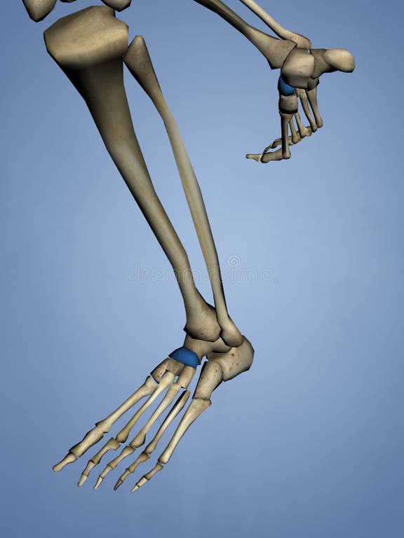 Osso navicular, modelo 3D ilustração stock. Ilustração de tarso - 96464423
