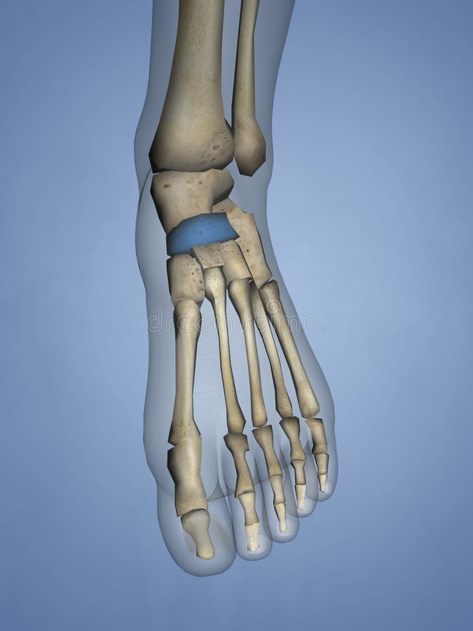 Osso navicular, modelo 3D ilustração stock. Ilustração de humano - 96465039