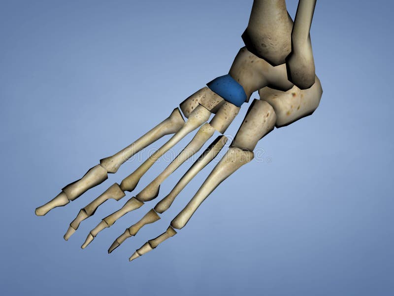 Osso navicular, modelo 3D ilustração stock. Ilustração de humano - 96465039