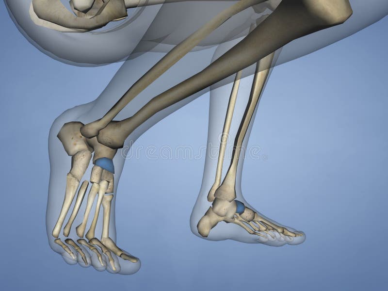 Osso navicular, modelo 3D ilustração stock. Ilustração de ciência ...
