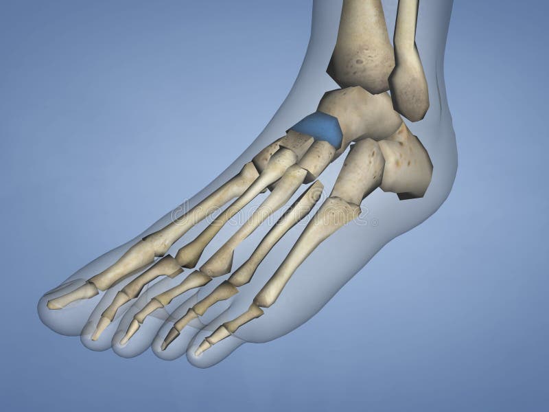 Osso navicular, modelo 3D ilustração stock. Ilustração de figura - 96465273