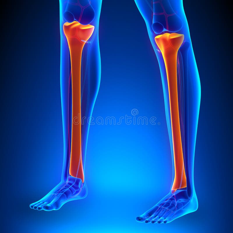 Ossos Da Anatomia Da Tíbia Com Sistema De Ciculatory Ilustração Stock ...