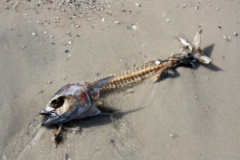Ossos de peixes foto de stock. Imagem de peixes, morte - 5607618