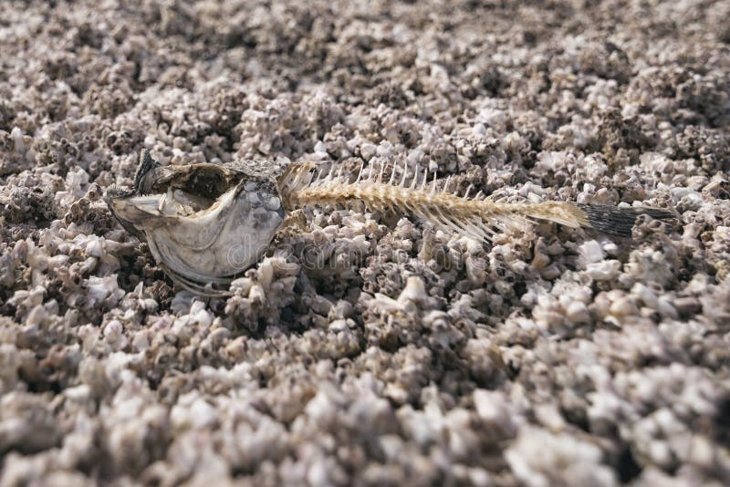 Ossos de peixes imagem de stock. Imagem de peixes, corte - 153250291