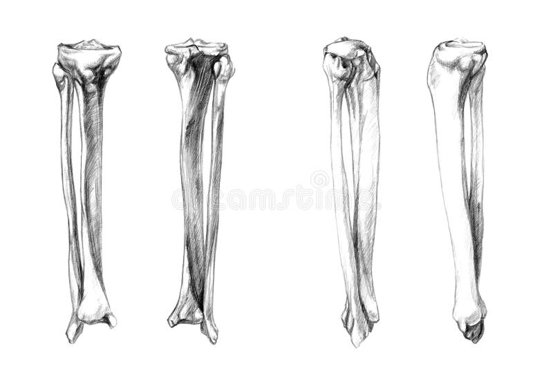 Ossos Da Perna (fíbula, Tíbia) Ilustração Stock - Ilustração de velho ...