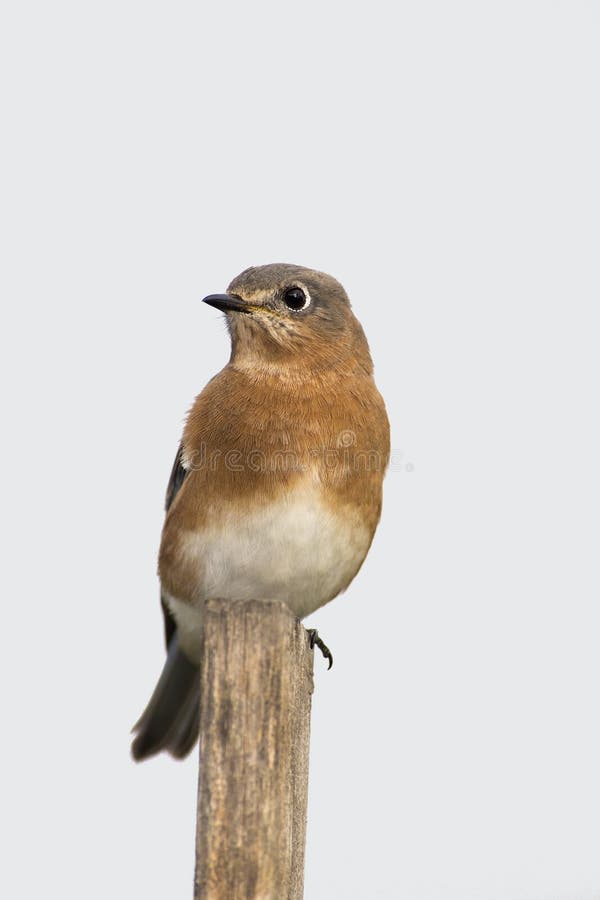 Ostdrossel (Sialia Sialis) stockfoto. Bild von vogel - 33114918