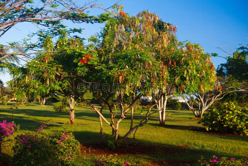 11,291 Ostentoso Fotos - Libres de Derechos y Gratuitas de Dreamstime
