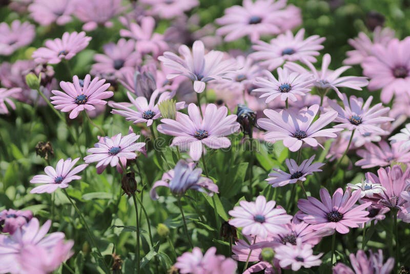 Osteo Flower Stock Photos - Free & Royalty-Free Stock Photos from ...