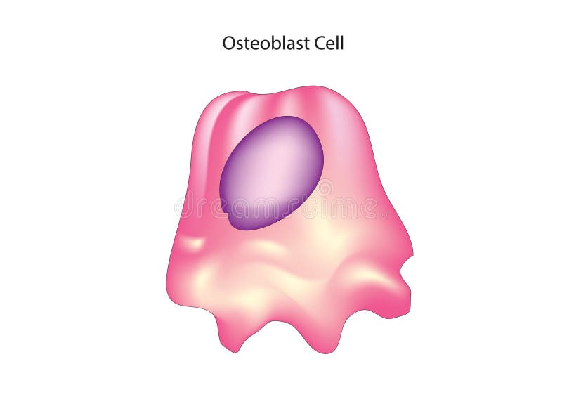 Osteoblast stock vector. Illustration of bones, compact - 321337596