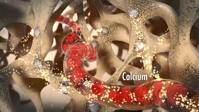 Osteocytes are the Basic Cells of the Bone Matrix Cycle Stock ...