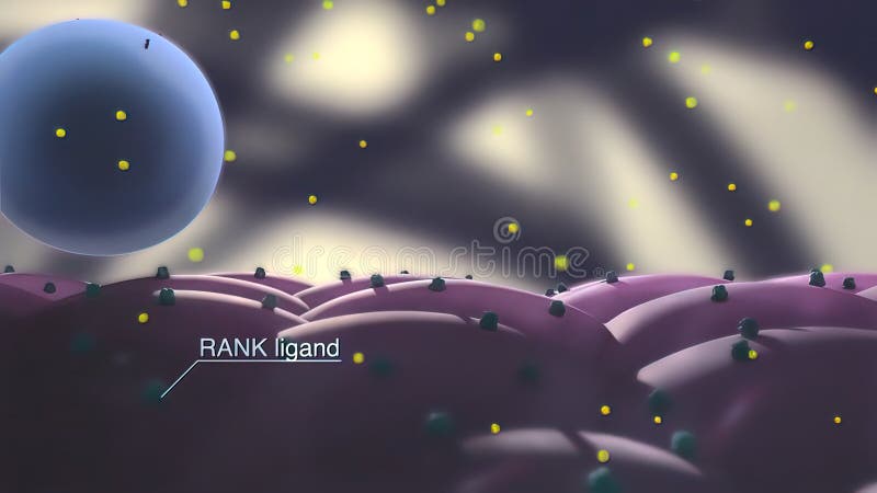 Osteocytes are the Basic Cells of the Bone Matrix Cycle Stock ...