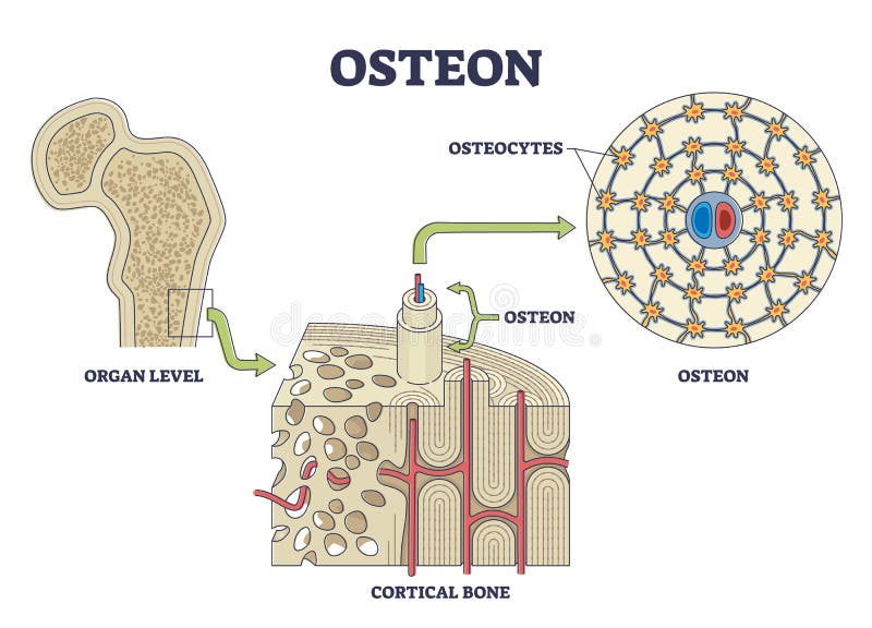 Compact Bone Labeled Single Osteon