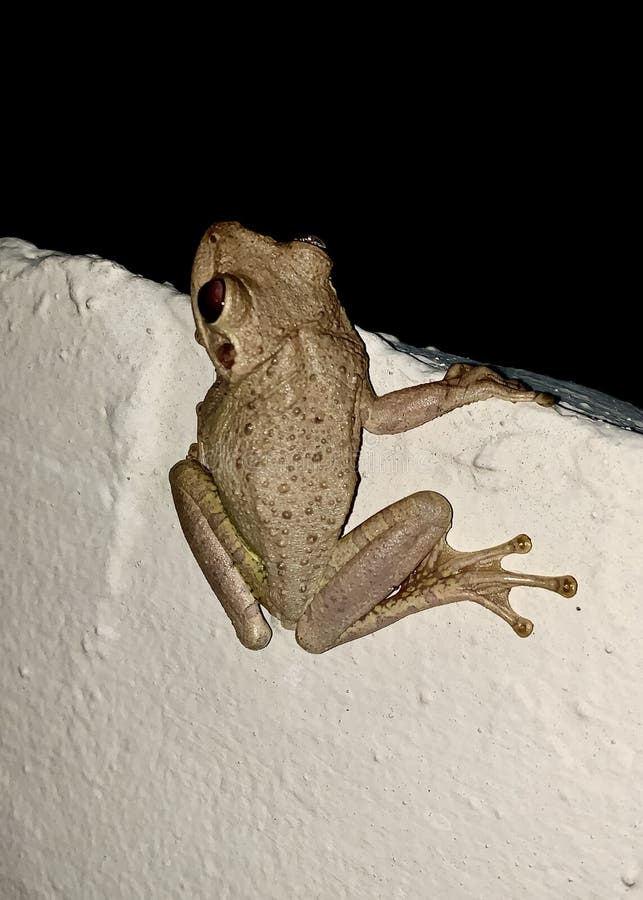 Tree Frog on a Window at Night Stock Photo - Image of dart, nocturnal ...