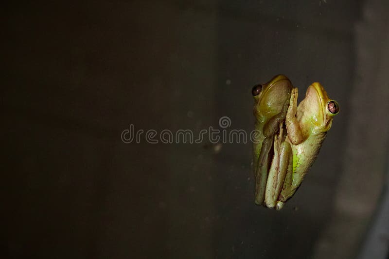 Tree Frog on a Window at Night Stock Photo - Image of poison, exotic ...