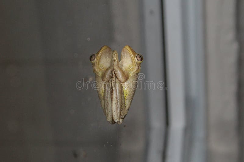 Tree Frog on a Window at Night Stock Image - Image of studio, critter ...