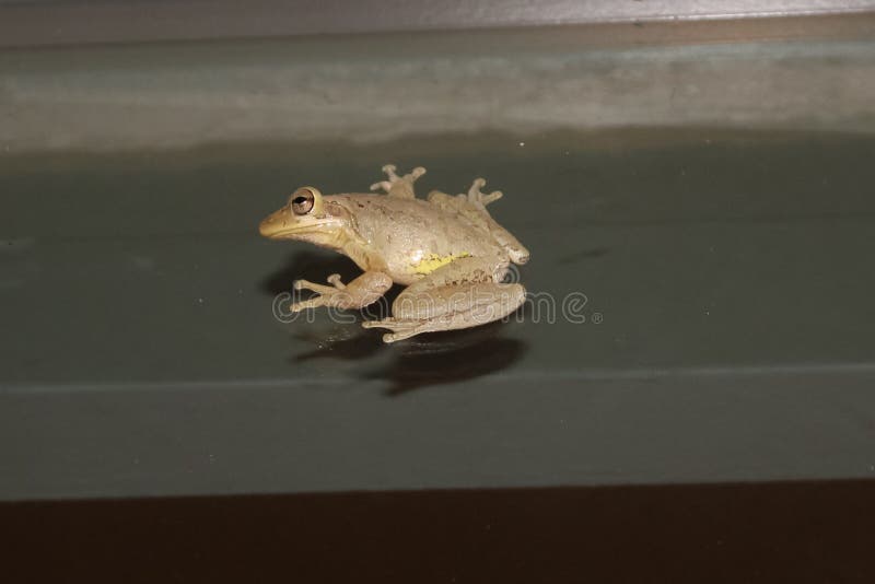 Tree Frog on a Window at Night Stock Photo - Image of frog ...