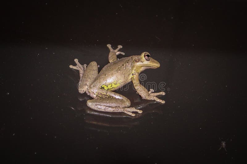 Tree Frog on a Window at Night Stock Image - Image of swamp, green ...