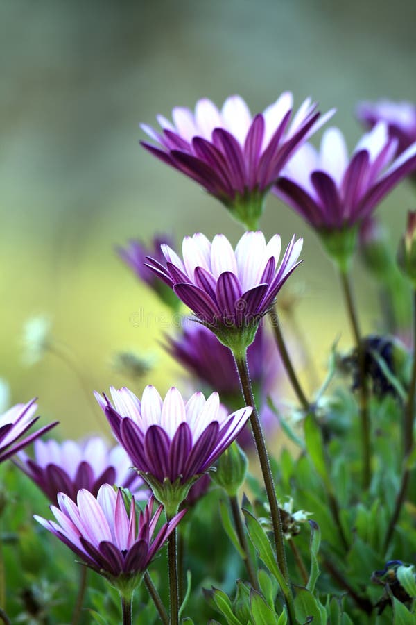 Osteospermum stock photo. Image of perinnials, park, gardens - 23578586
