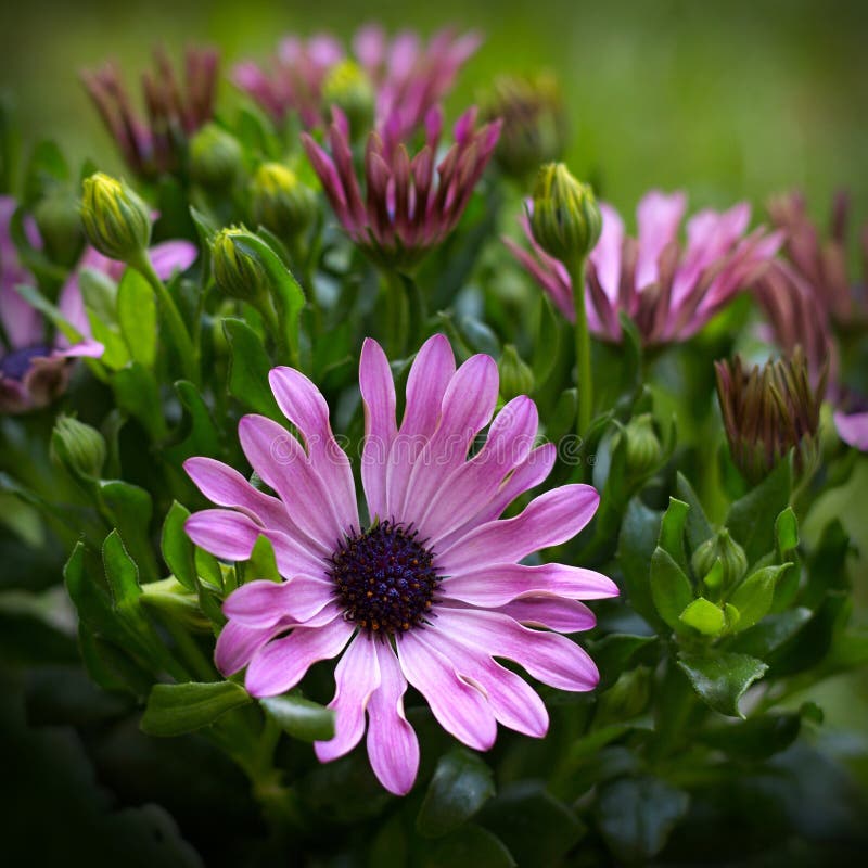 Osteospermum stock image. Image of life, close, marguerite - 71032057