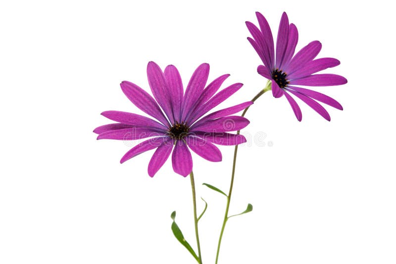 Osteospermum Daisy or Cape Daisy Flower Stock Image - Image of plant ...