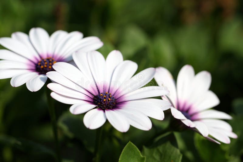 Osteospermum ecklonis stock photo. Image of osteospermum - 26675468