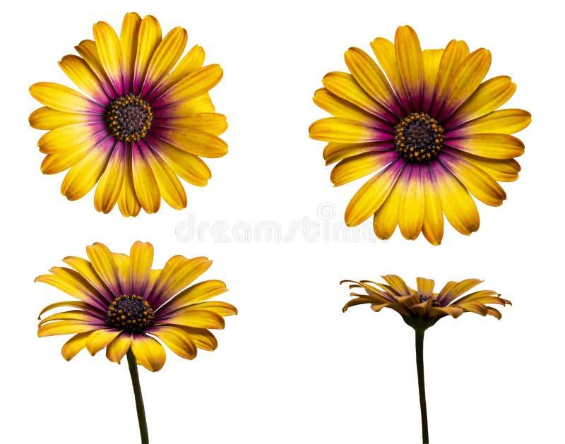 Disc Floret Vector Set Stock Photos - Free & Royalty-Free Stock Photos ...