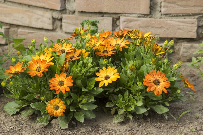 Osteospermum - Orange African Daisy Stock Image - Image of daisy ...