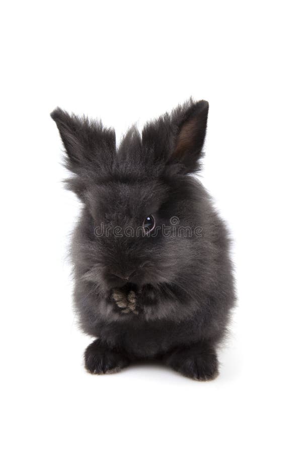 Osterhase Black Stock Photos - Free & Royalty-Free Stock Photos from ...