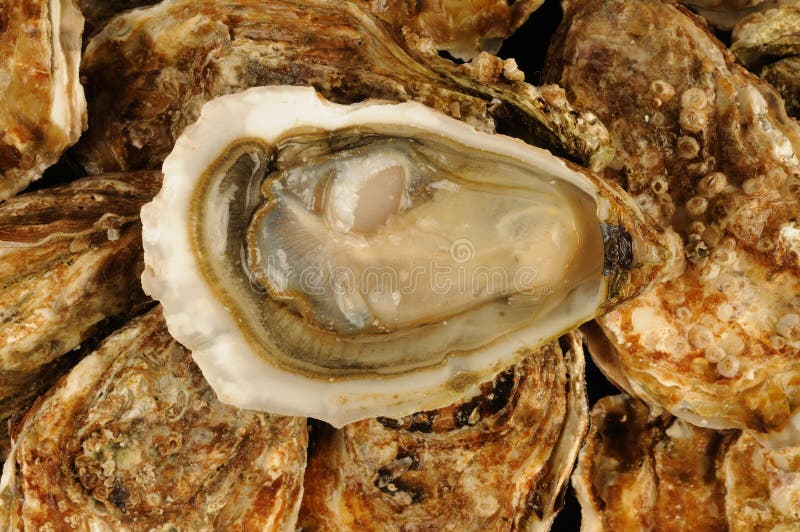 Ostra foto de archivo. Imagen de mariscos, vitamina, comerciante - 17638820