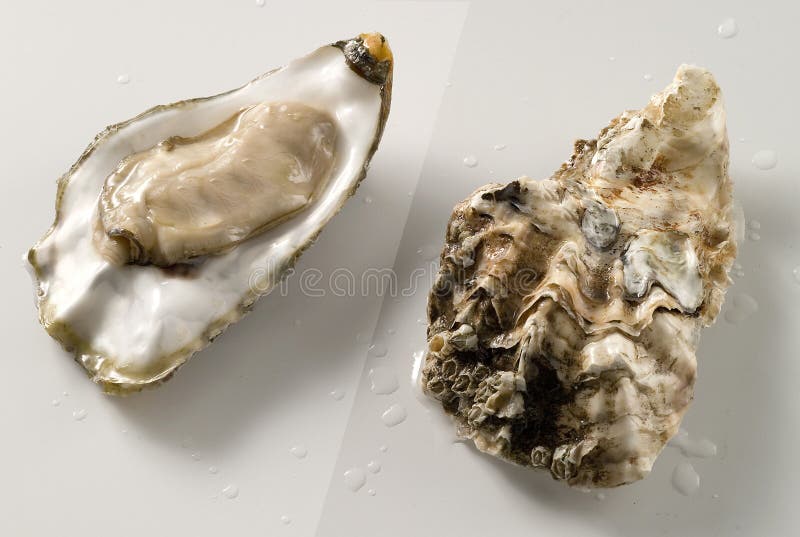 Ostra imagen de archivo. Imagen de ostra, delicioso, cena - 19484385