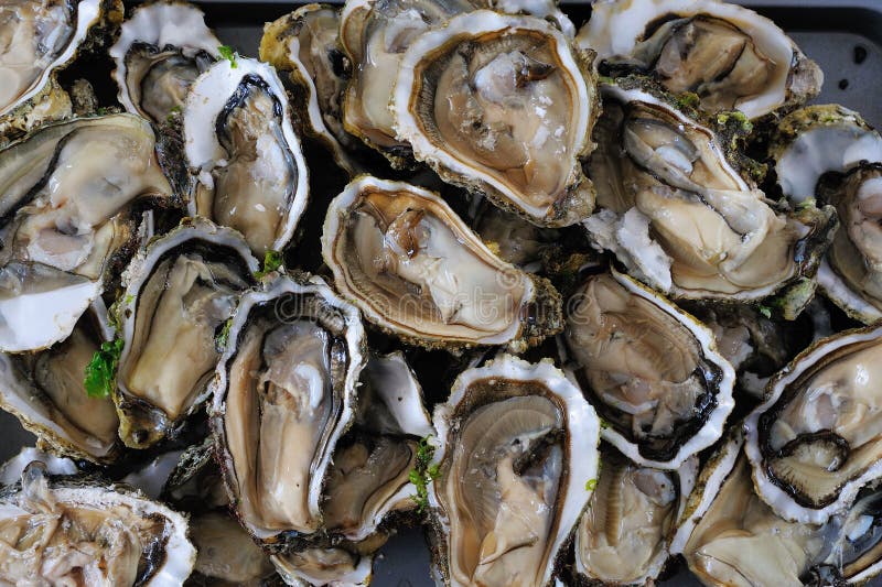 Ostra imagen de archivo. Imagen de refresco, bivalvo - 26135599