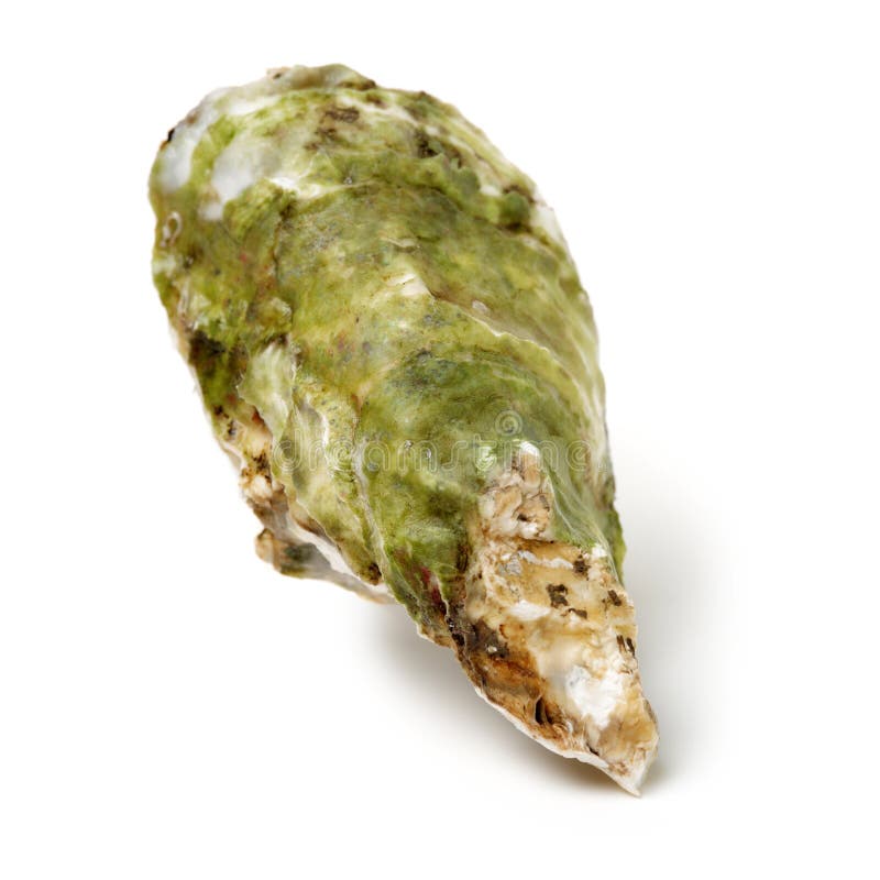 Ostra aberta fresca foto de stock. Imagem de peixes - 145352554